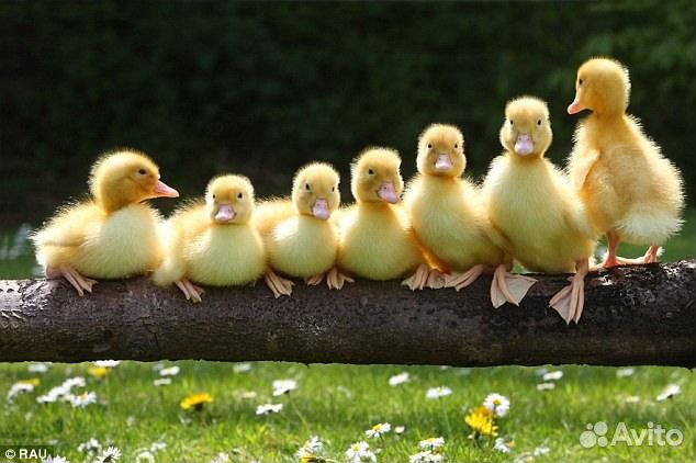 Птица домашняя