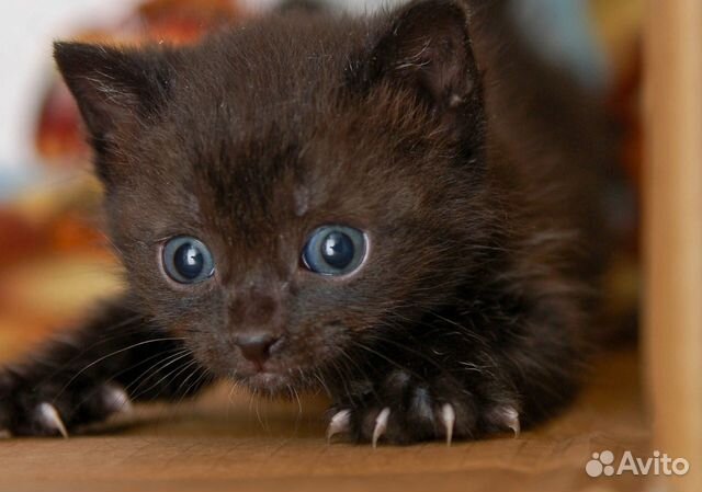 Шоколадик в добрые ручки