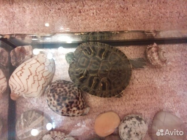 Отдам бесплатно красноухую черепаху