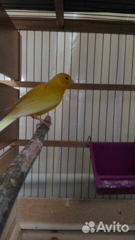 Птицы Крыма