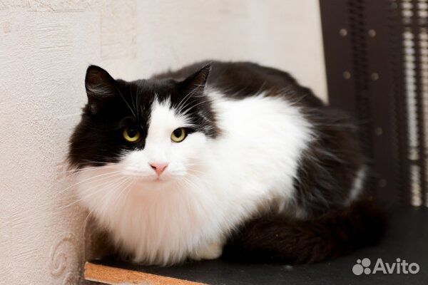 Кошка сибирская1 год.Супер ласковая и супер добрая