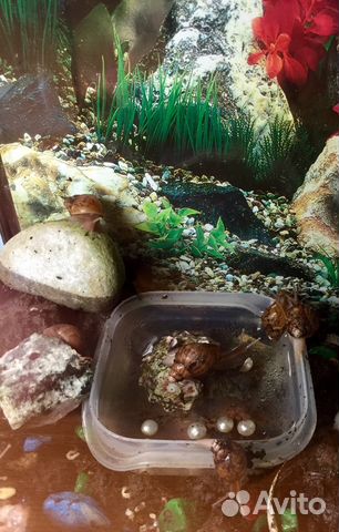 Улитки ахатины