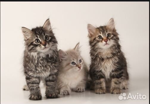 Котята, которые не дадут замерзнуть