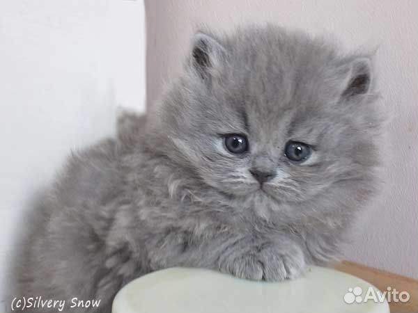 Пушистое облачко счастья