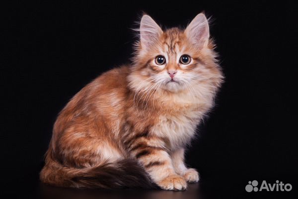 Сибирские котята