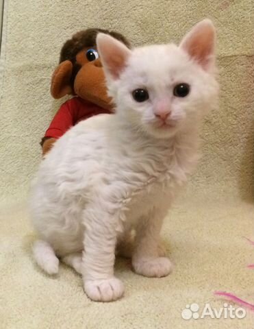 Лунный Мотылёк) Радость общения без аллергии