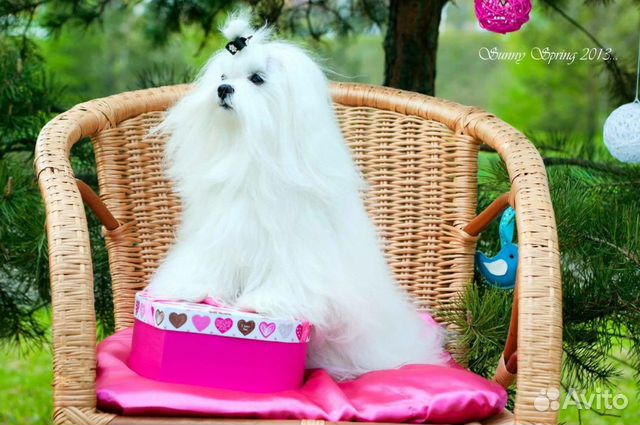 Снежная королева-мини девочка.Зимний помет