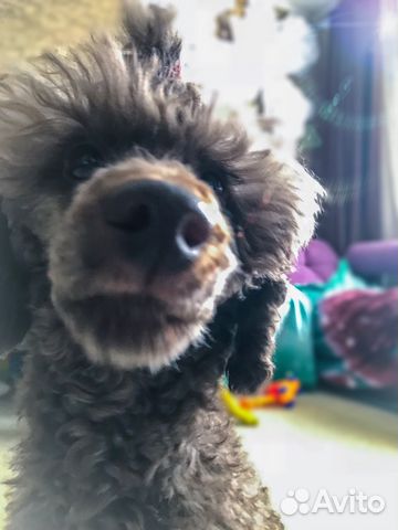 Вязка карликовый пудель