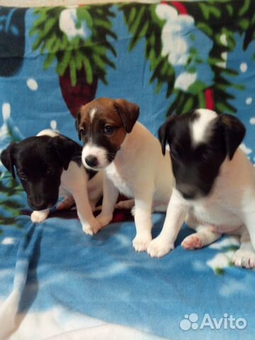 Щенки гладкого фокса