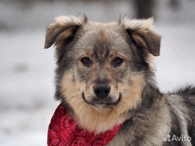 Красавчик Круз ищет дом