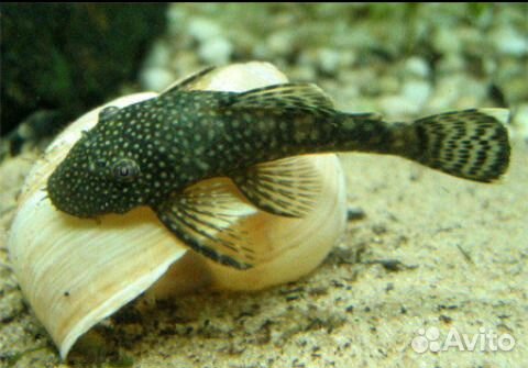 Сомики обмен и продажа