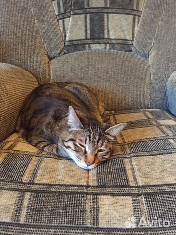 Кот курильский бобтейл