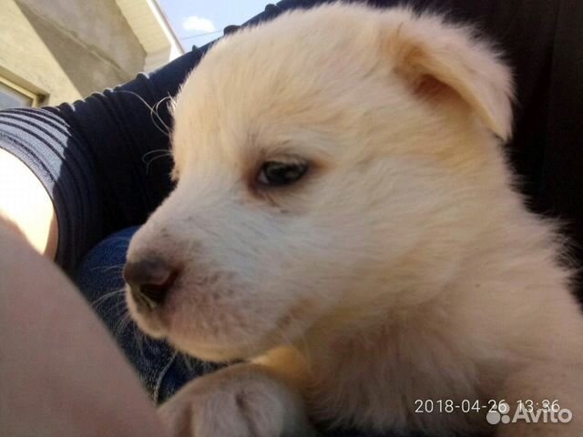 Крем-брюлейная команда щенков 1,5 мес