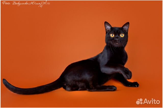 Маленькая черная пантера