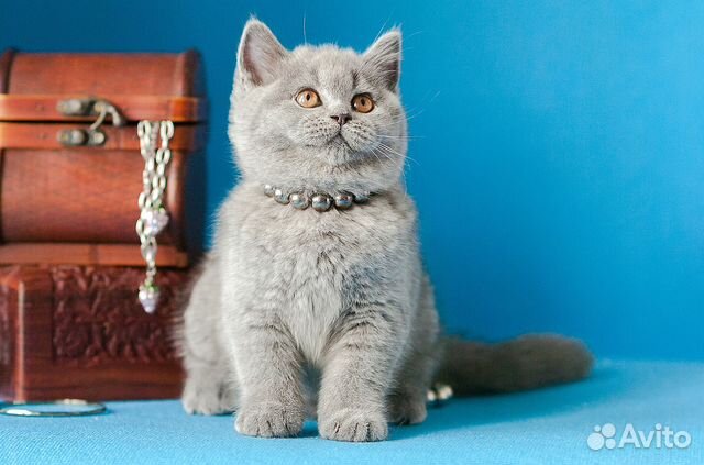 Британская красавица Ария 2 месяца