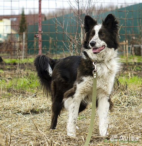 Пес Жужик ищет своего хозяина