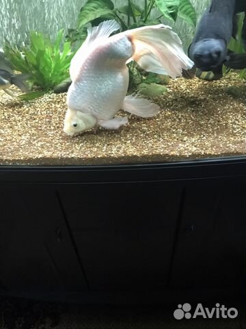 Рыбы кометы