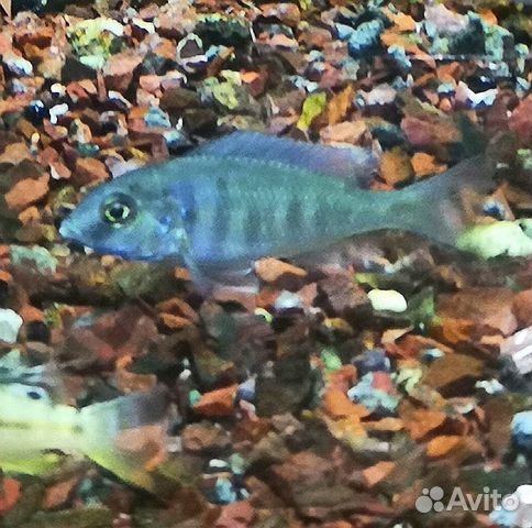 Аквариумная рыбка-дельфин голубой