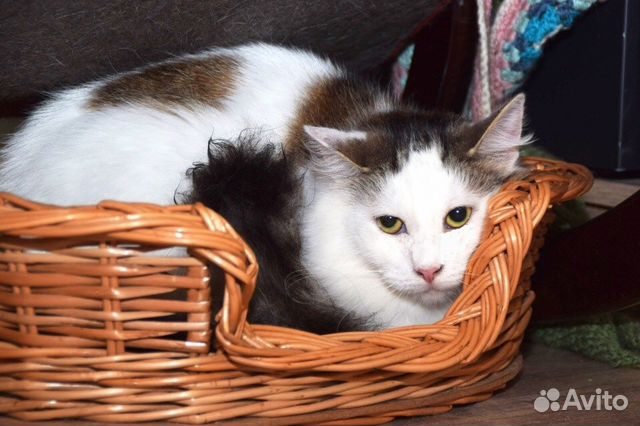 Чудесная кошечка Марта