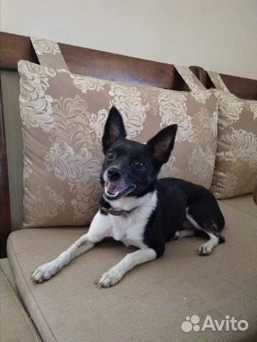 Маленький звонок Жуля