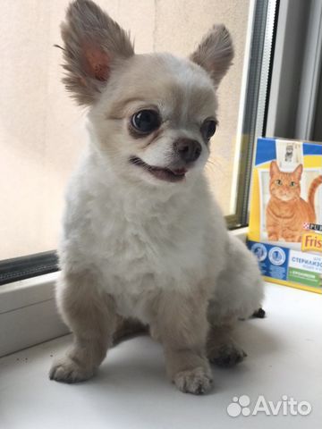 Чихуахуа потерялся