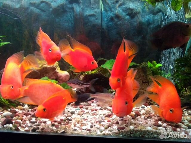 Рыба попугай