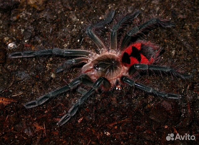 Паук птицеед Взрослые и малыши