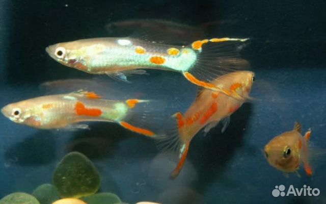 Аквариумные рыбки