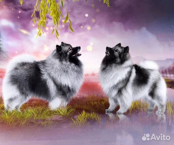 Шикарный помет кеесхонда