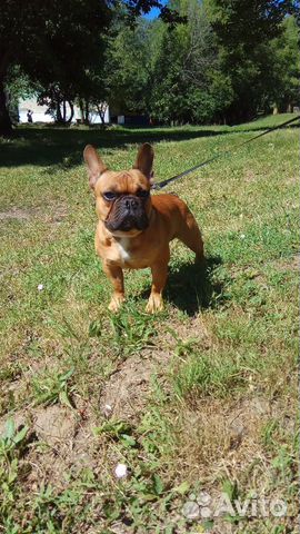 Мальчик для вязки