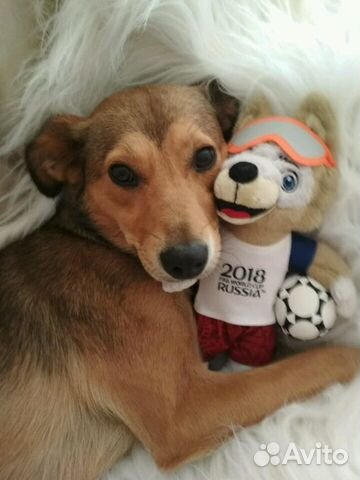 Маленькая собачка 11 кг в дар