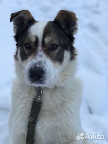 Собака из приюта