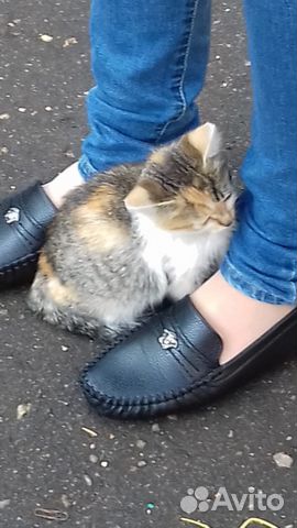 Девочка ищет дом