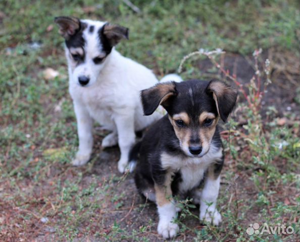 Маленькие очаровательные бутузики