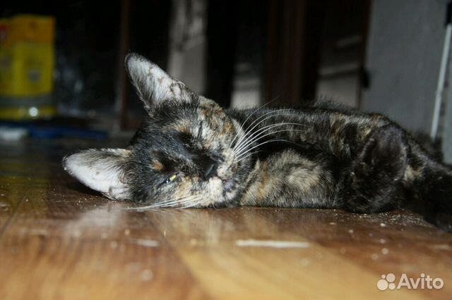 Кошка