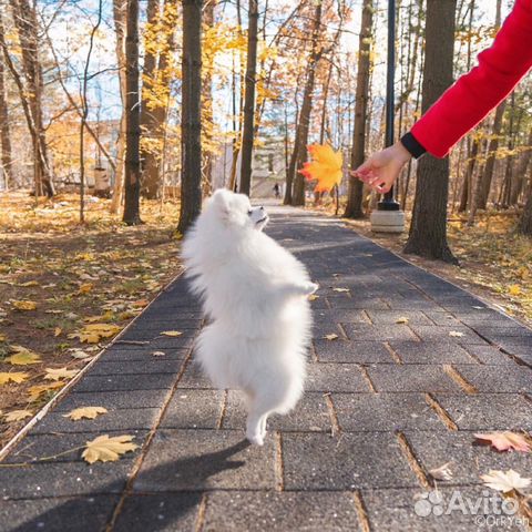 Выгул самоедской лайки