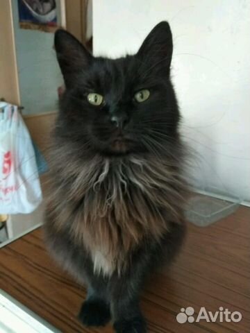 Черный кот Барон 1.5 года