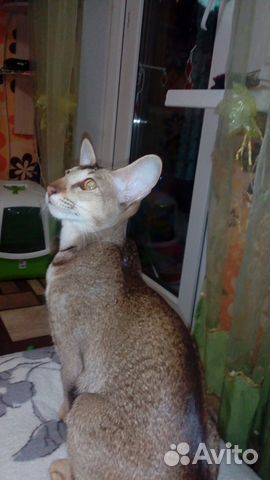 Ищем котика