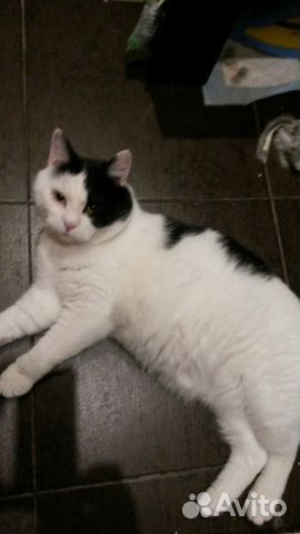 Котик Крис ищет дом