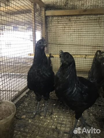 Аям Цемани петушки