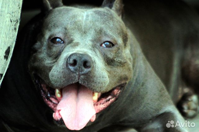 Собаки - которые завоевали пол мира