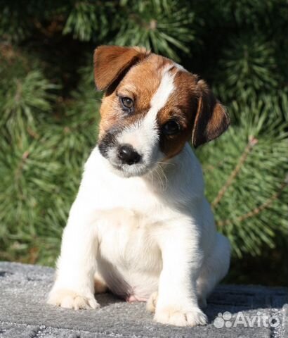 Продаются щенки дрт