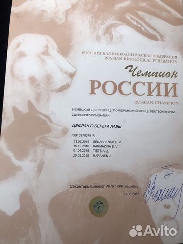 Цвергшпиц. Вязка
