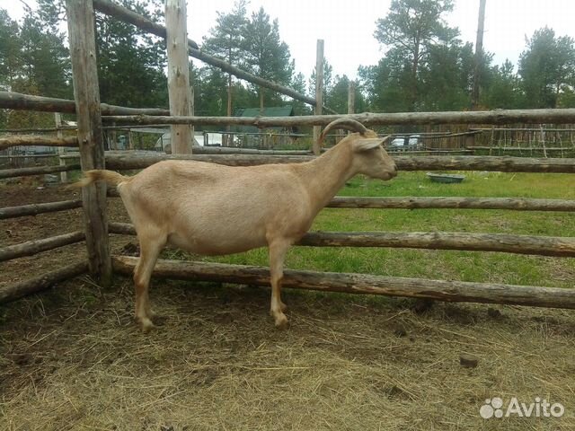 Коза дойная