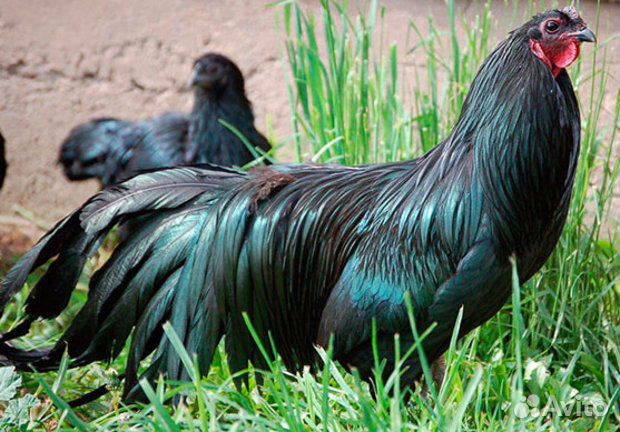 Суматра и ухейилюй