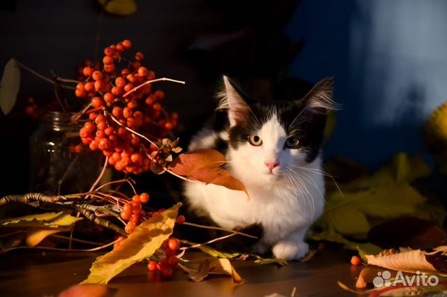 Котёнок Игорёк ищет хозяев