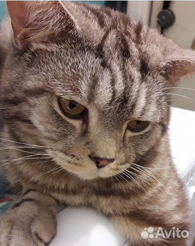 Шотландский кот в добрые руки