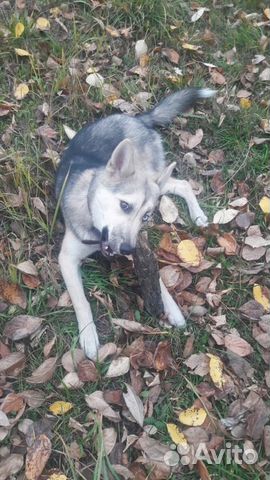 Собака-метис хаски, девочка 6 месяцев