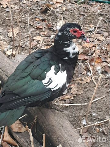 Продам Индоуток