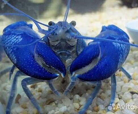 Австралийский рак Ябби